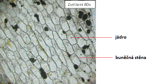 Cibule :: Biologické pozorování